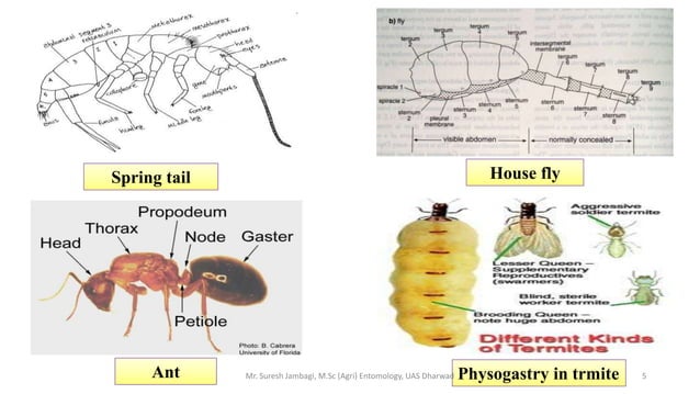 Insect abdomen and its appendages | PPTX | Biological Sciences | Science