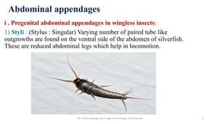 Insect abdomen and its appendages | PPTX
