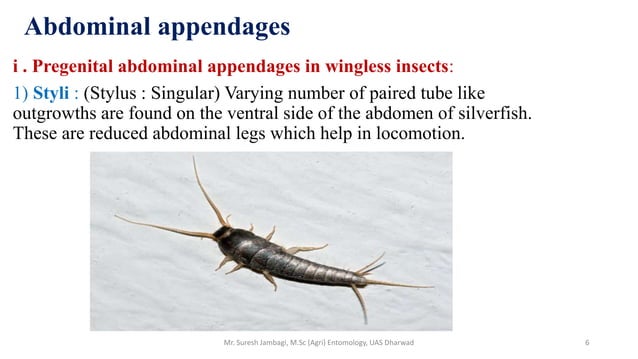 Insect abdomen and its appendages | PPTX | Biological Sciences | Science