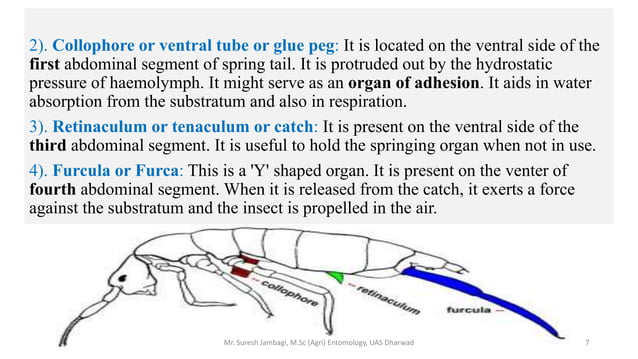 Insect abdomen and its appendages | PPTX | Biological Sciences | Science