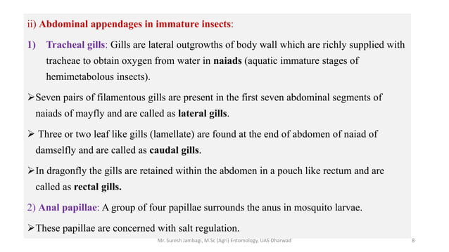 Insect abdomen and its appendages | PPTX | Biological Sciences | Science