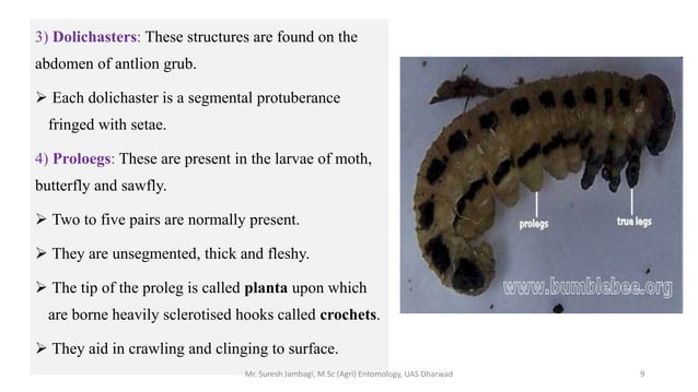 Insect abdomen and its appendages | PPTX | Biological Sciences | Science
