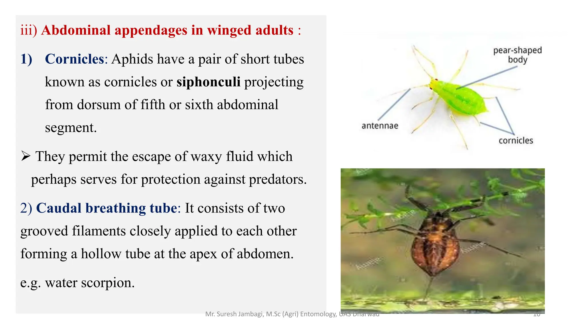 2-210224141435 (1).pptx insect management | PPTX