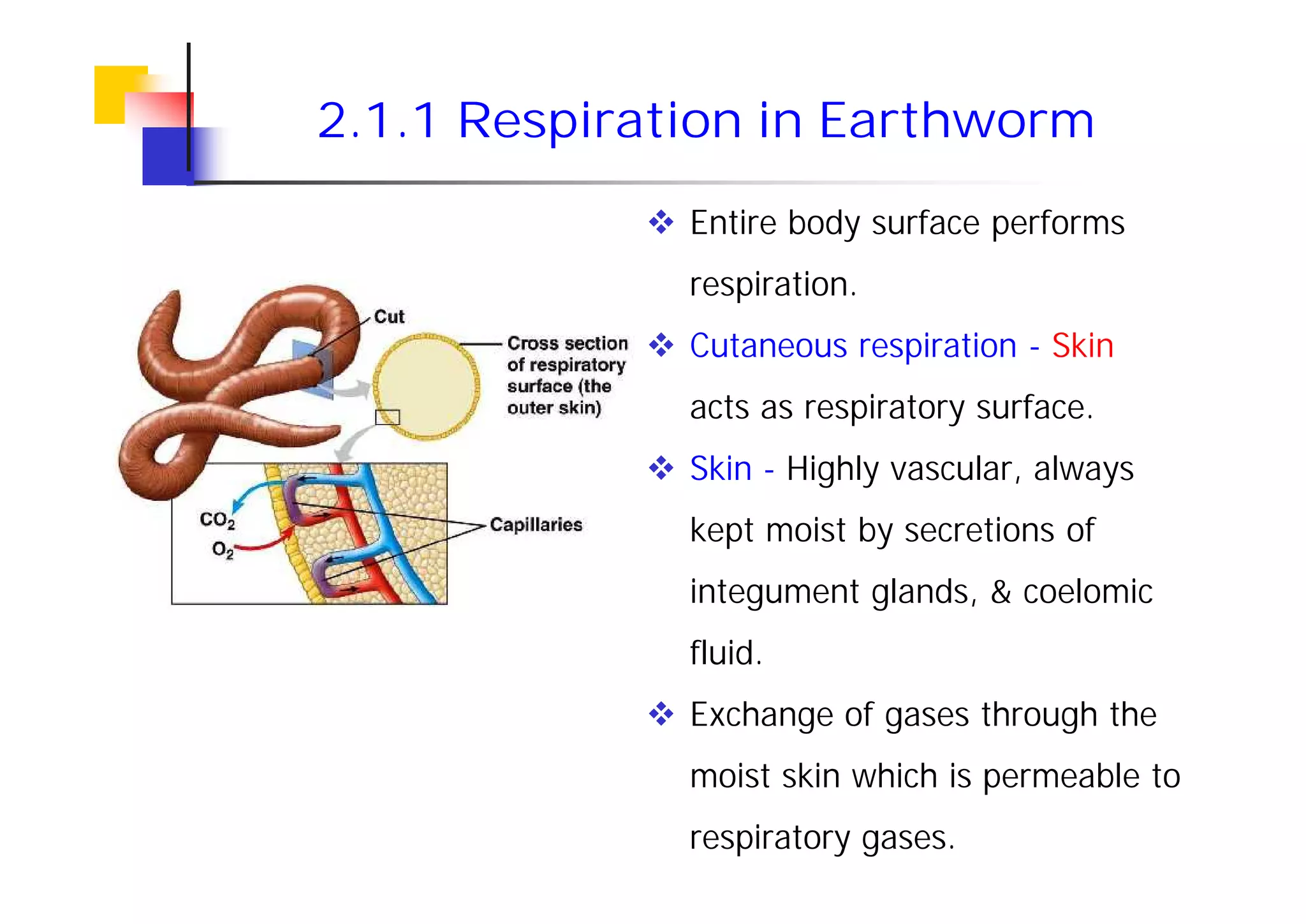 Comparative study of respiratory organs | PDF