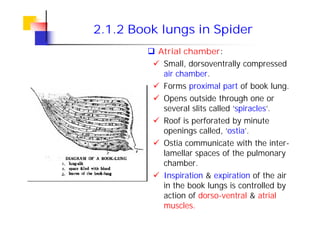 Comparative study of respiratory organs | PDF
