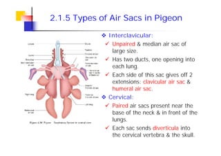 Comparative study of respiratory organs | PDF