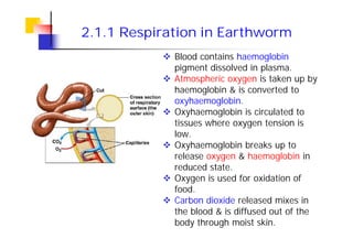 Comparative study of respiratory organs | PDF