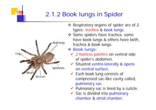 Comparative study of respiratory organs | PDF | Lung and Respiratory ...
