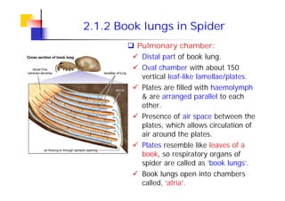 Comparative study of respiratory organs | PDF | Lung and Respiratory ...