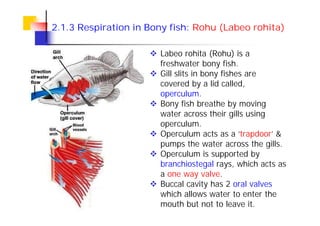 Bony Fish Respiratory System