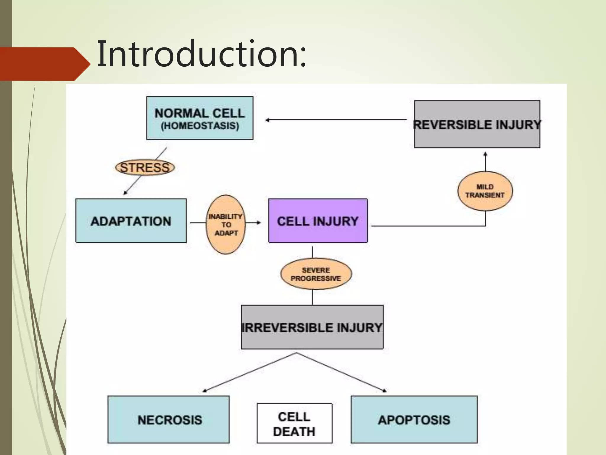 Cell Adaptations | PPT