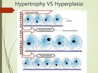 Cell Adaptations | PPTX