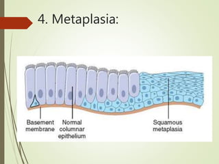 Cell Adaptations | PPTX