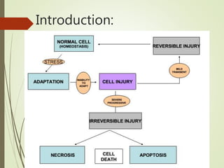 Cell Adaptations | PPTX