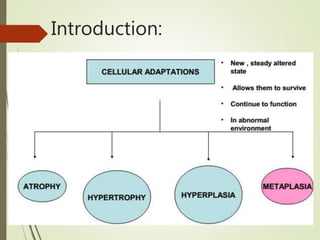 Cell Adaptations | PPTX