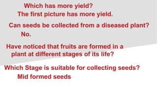 2. while selecting seeds.... | PPTX