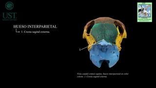 Osteología de neurocraneo de equino | PDF