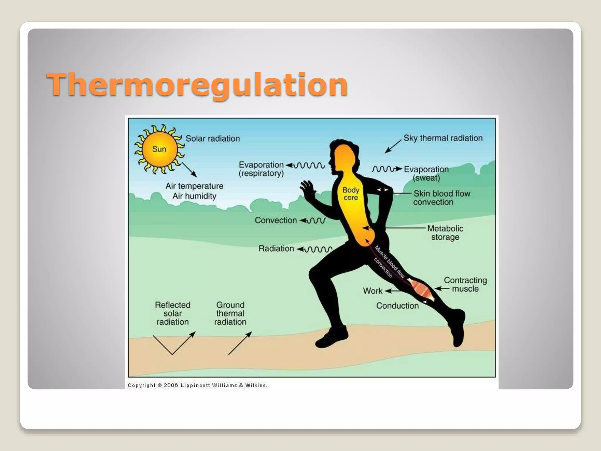 Thermoregulation of Body | PPT