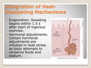 Thermoregulation of Body | PPT | Endocrine and Metabolic Diseases ...