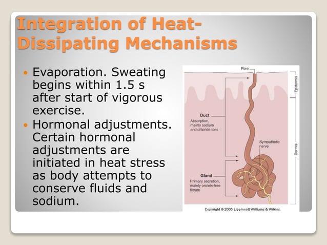 Thermoregulation of Body | PPT | Endocrine and Metabolic Diseases | Diseases and Conditions
