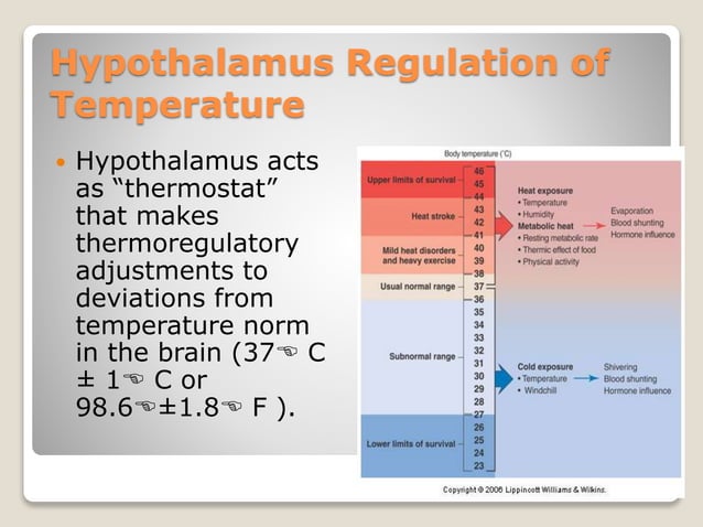 Thermoregulation of Body | PPT | Endocrine and Metabolic Diseases ...