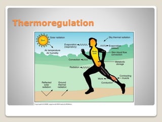 Thermoregulation of Body | PPT | Endocrine and Metabolic Diseases | Diseases and Conditions