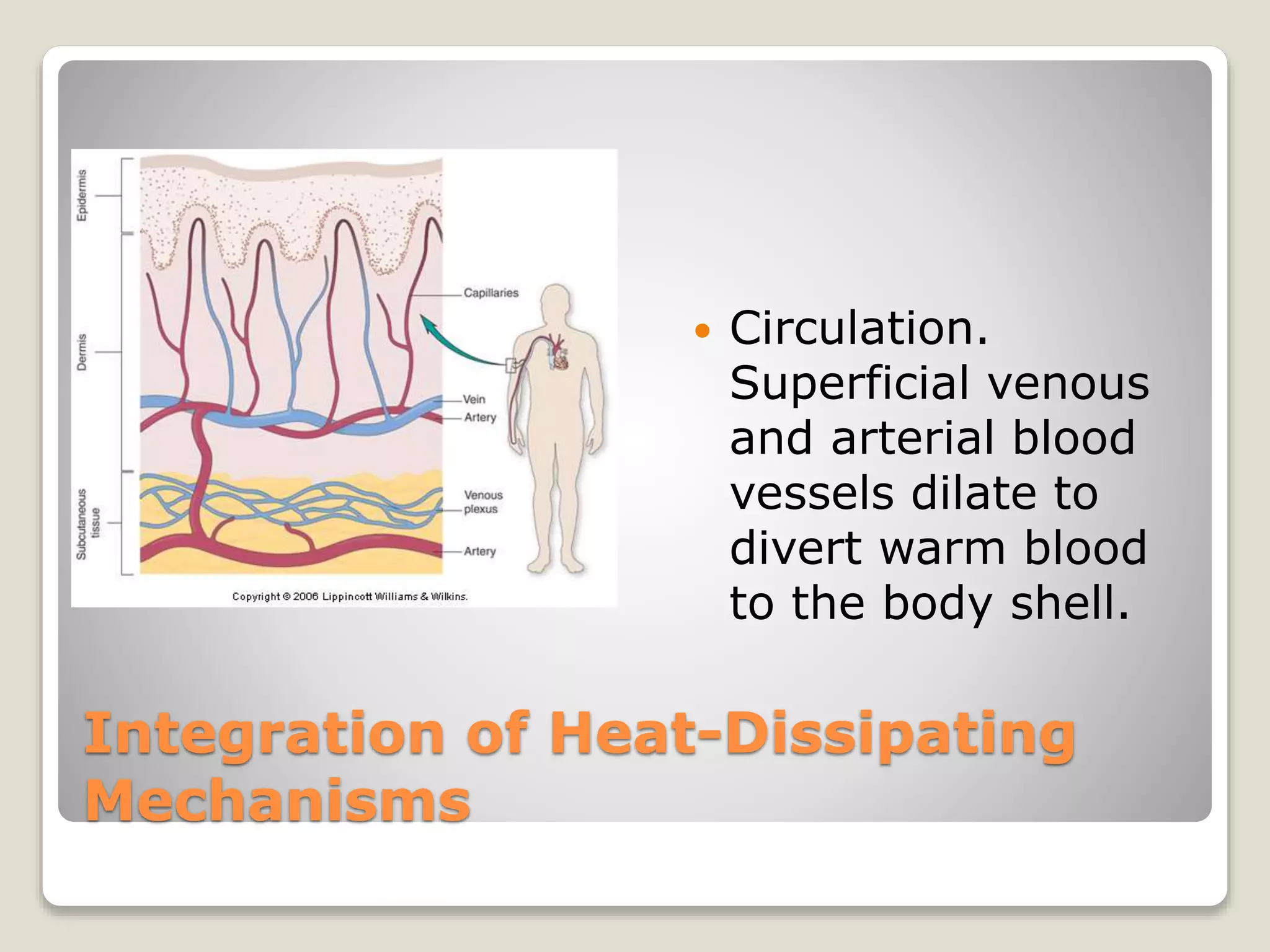 thermoregulation in human body | PPT