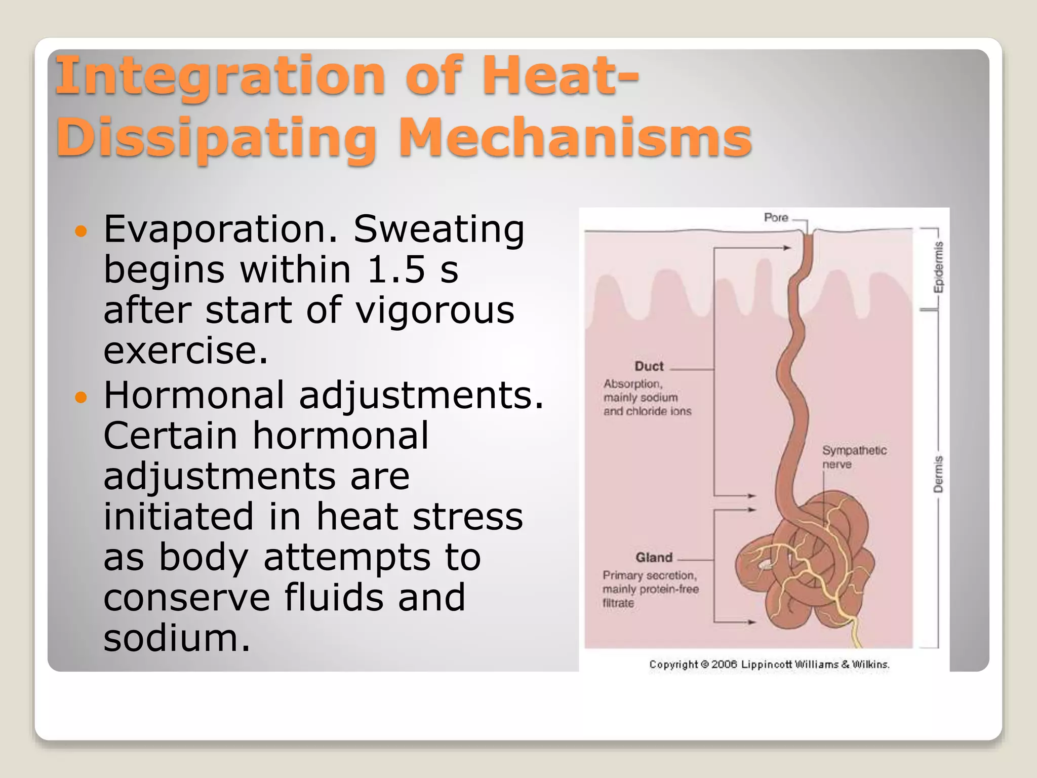 thermoregulation in human body | PPT
