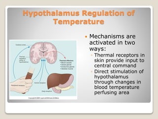 thermoregulation in human body | PPT