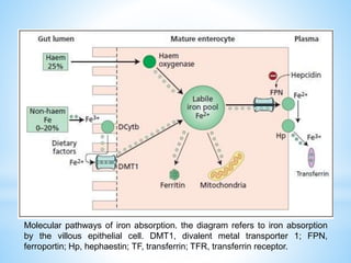 Iron metabolism | PPT