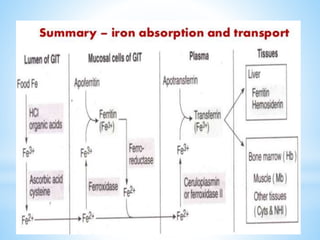 Iron metabolism | PPT