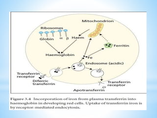 Iron metabolism | PPT