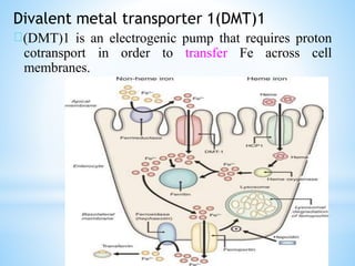 Iron metabolism | PPT
