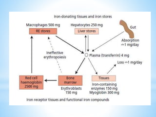 Iron metabolism | PPT