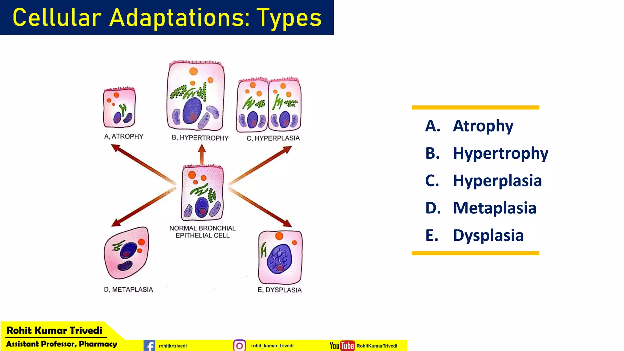 Cellular adaptations | PDF