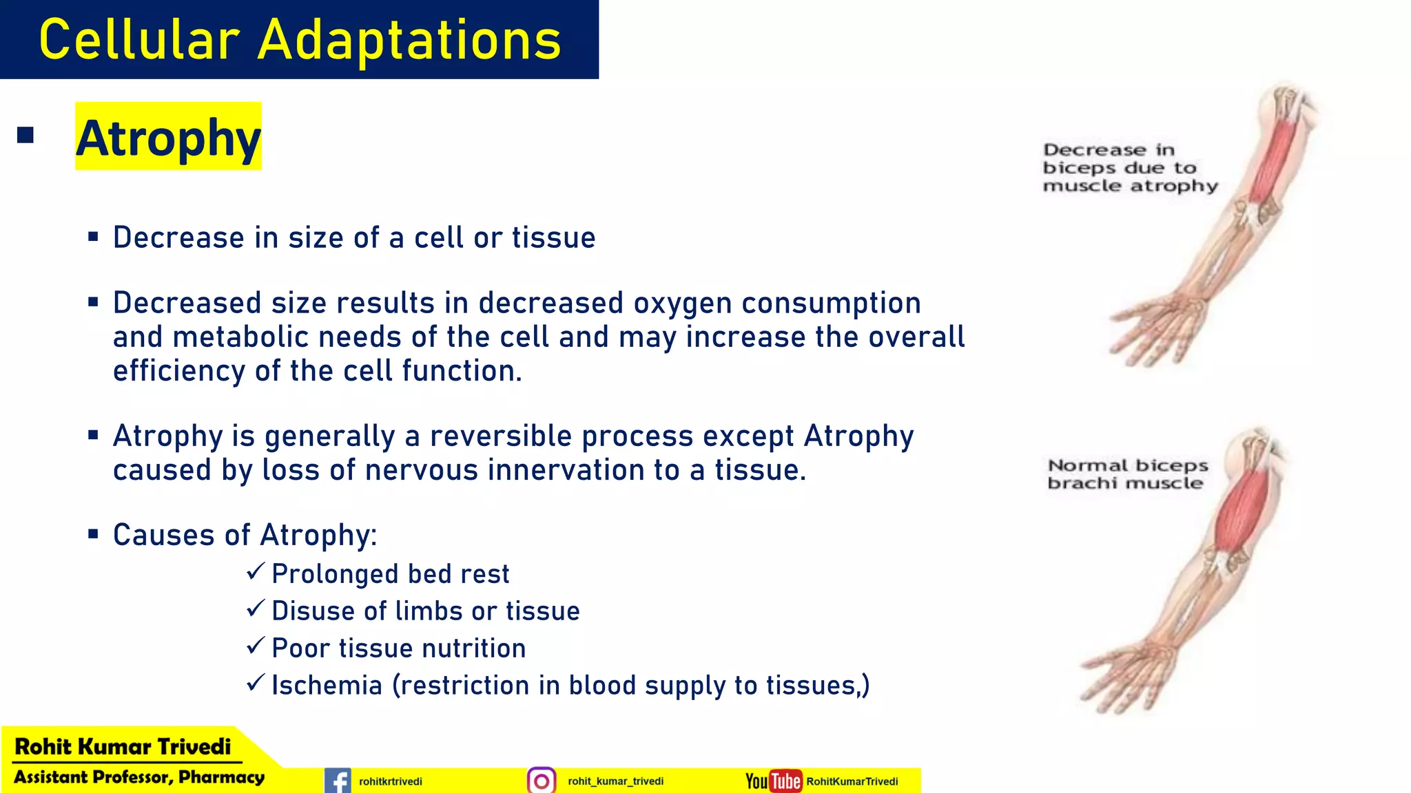 Cellular adaptations | PDF