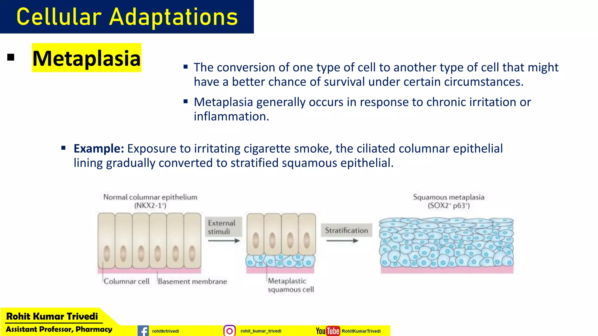 Cellular adaptations | PDF