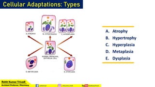 Cellular adaptations | PDF