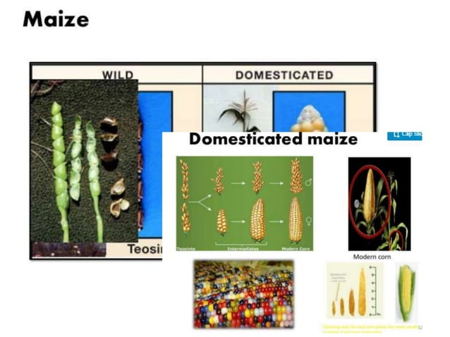 Domestication In Crop Plants GPB 202 | PPTX