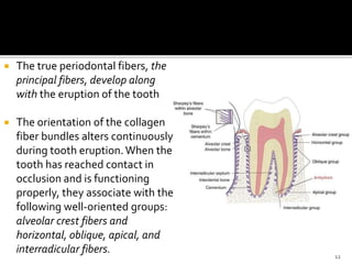 BIOLOGY OF TOOTH MOVEMENT | PPTX
