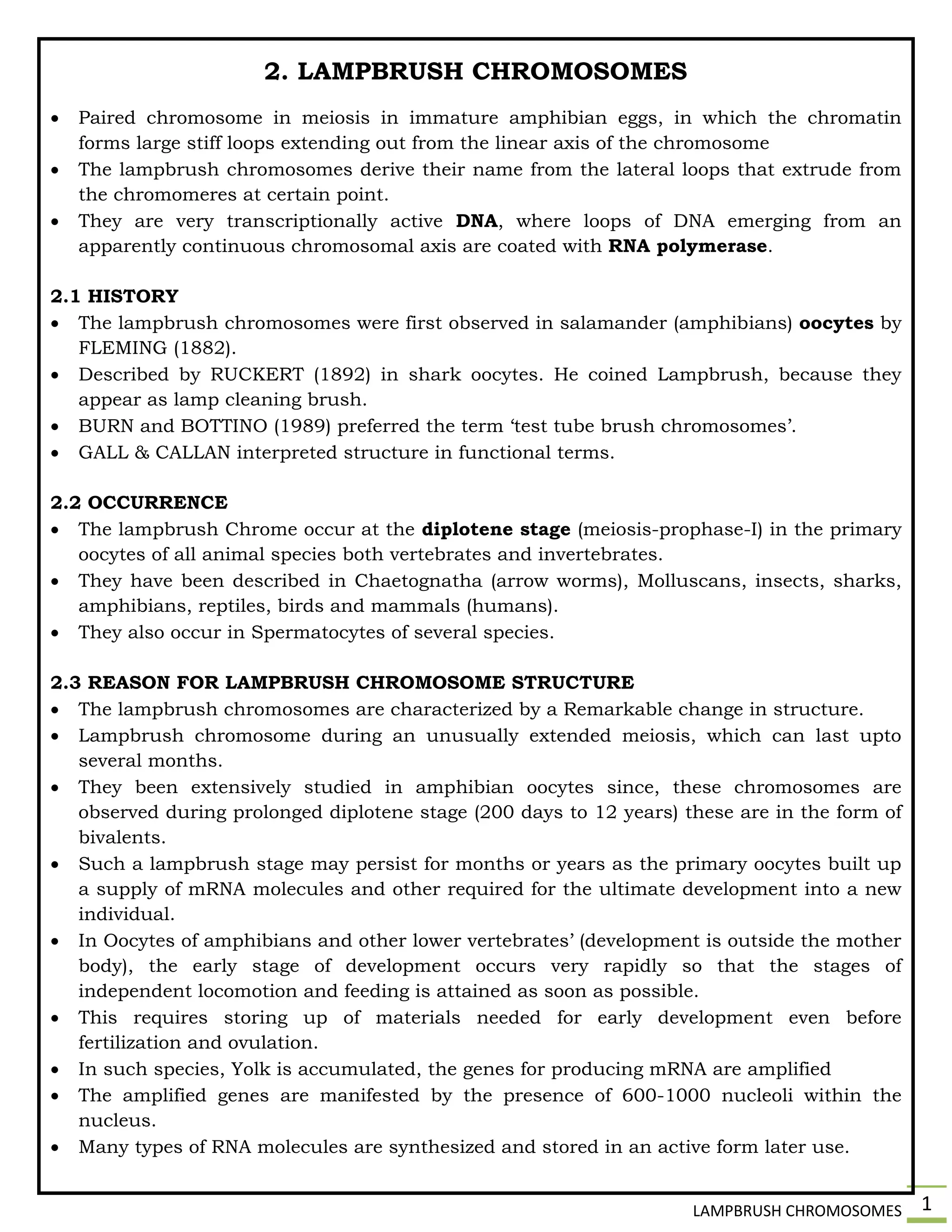 3. Special chromosomes - Lampbrush chromosomes | PDF