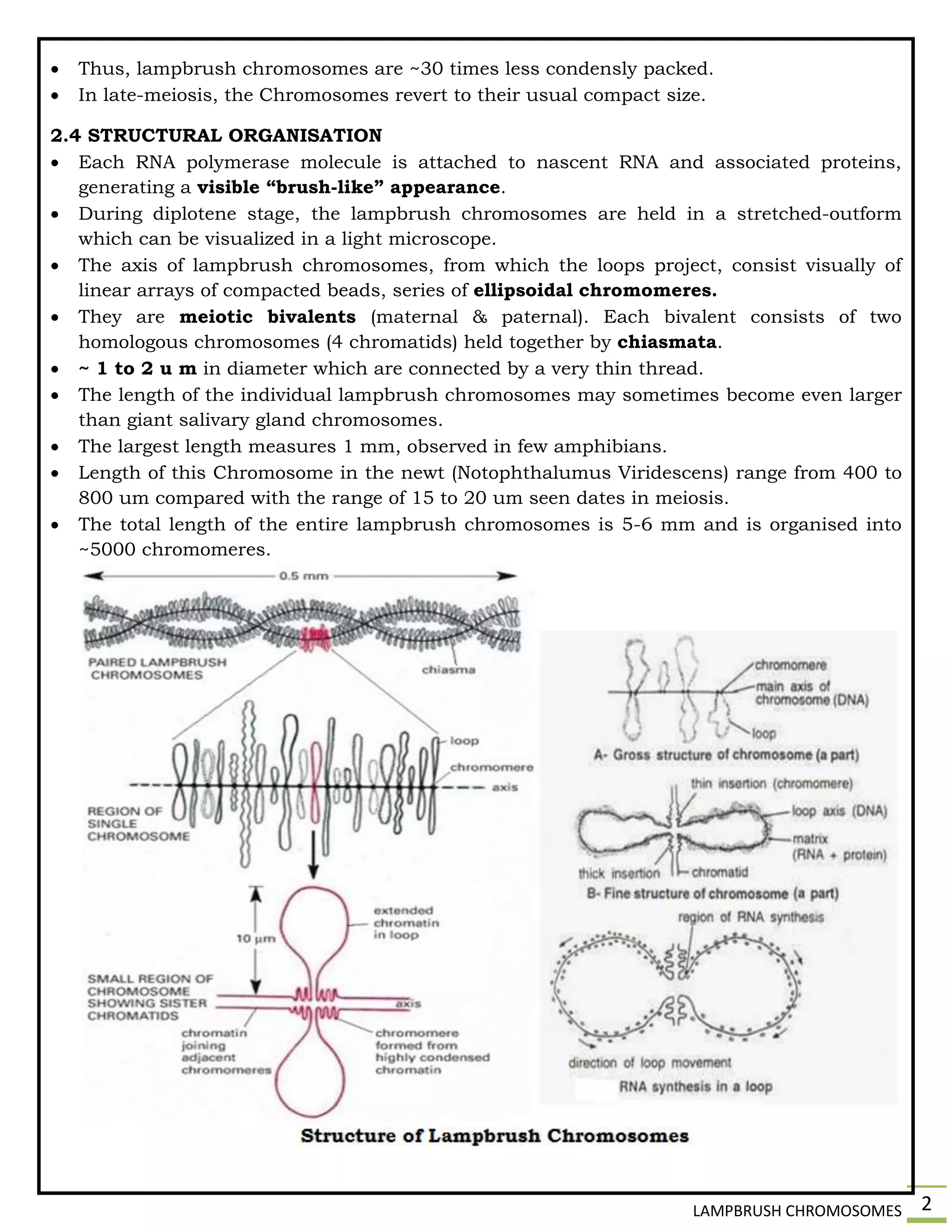 3. Special chromosomes - Lampbrush chromosomes | PDF