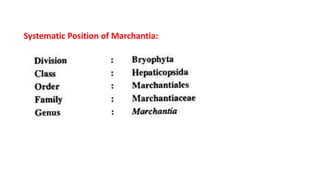 2. Marchantia distribution and external features | PPTX | Biological ...