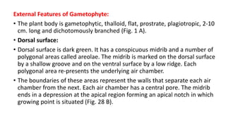 2. Marchantia distribution and external features | PPTX