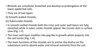 2. Marchantia distribution and external features | PPTX | Biological ...