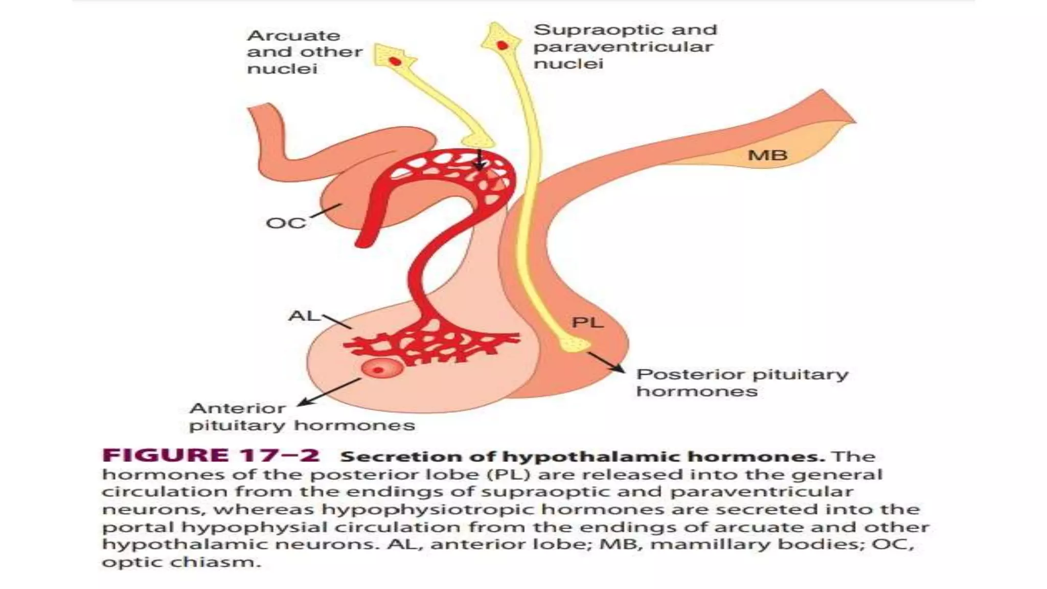2. hypothalamic regulation of hormonal functions | PPTX
