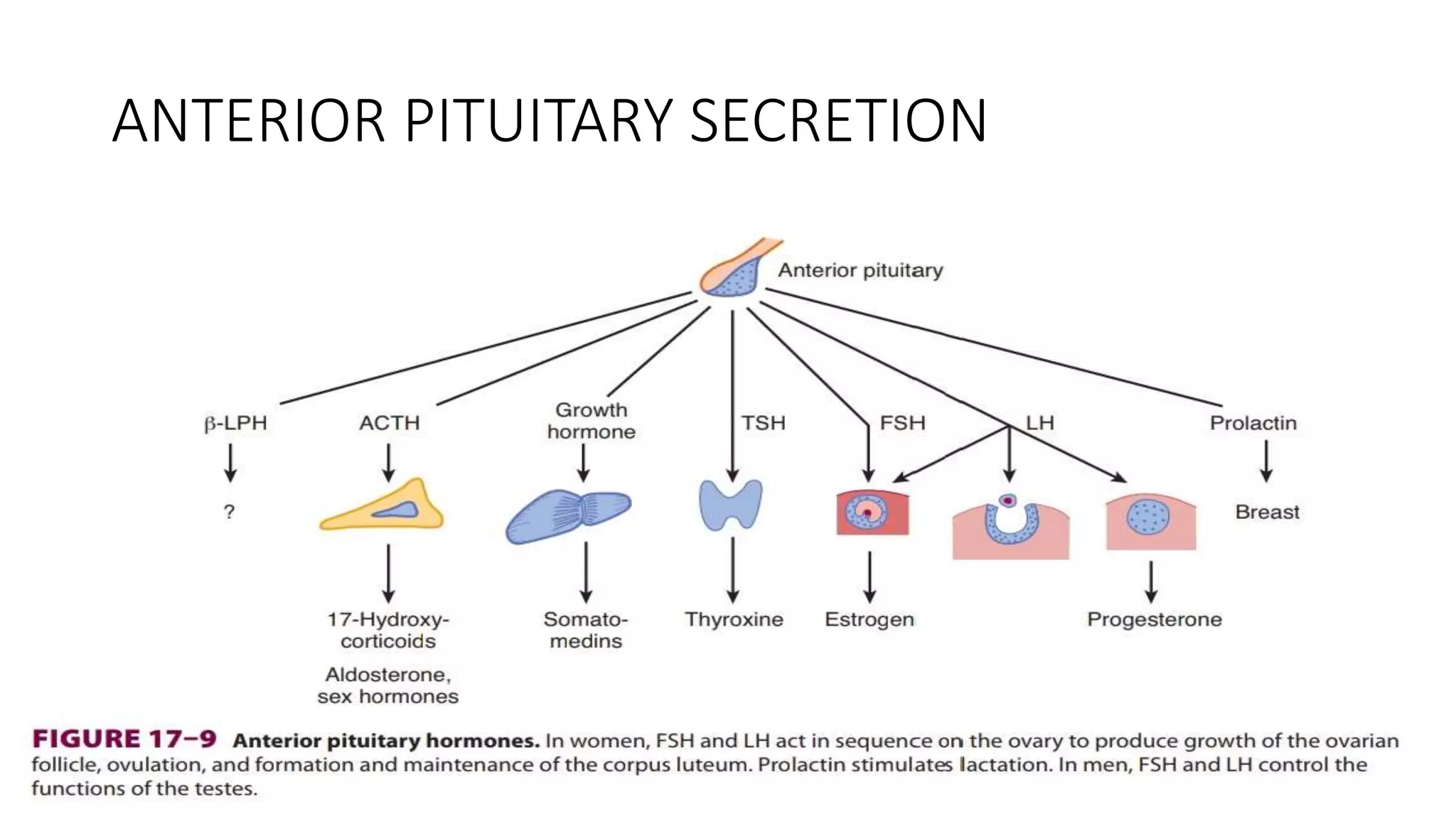 2. hypothalamic regulation of hormonal functions | PPTX
