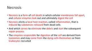 2. cell injury and cell death | PPT