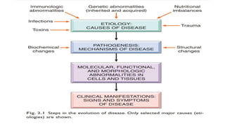 2. cell injury and cell death | PPTX