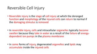 2. cell injury and cell death | PPT
